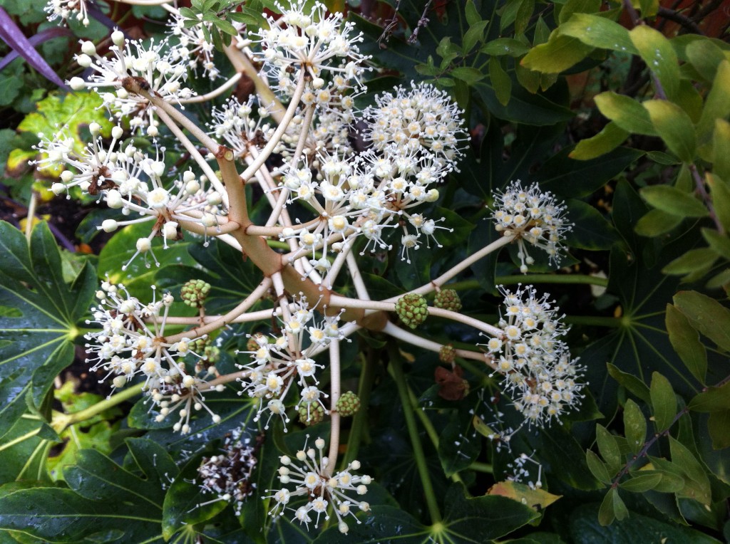 Fatsia Flowers – Sunil's Garden