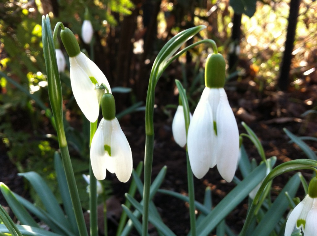 Snowdrops and Crocus – Sunil's Garden
