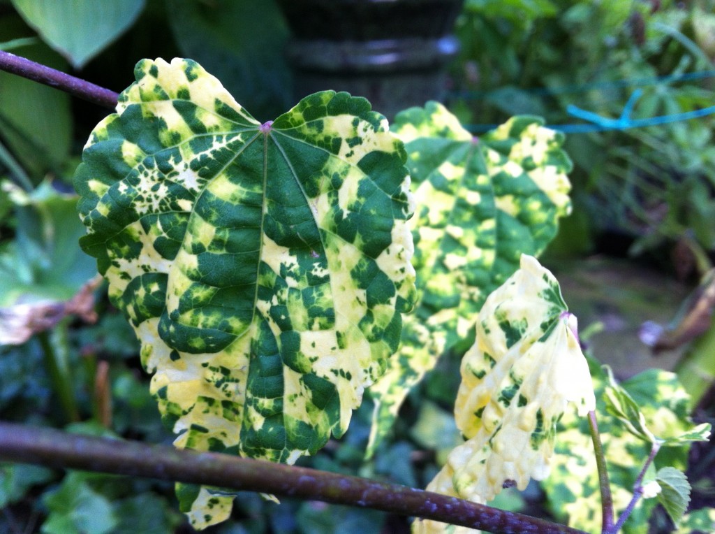 Abutilon Megapotamicum – Sunil's Garden