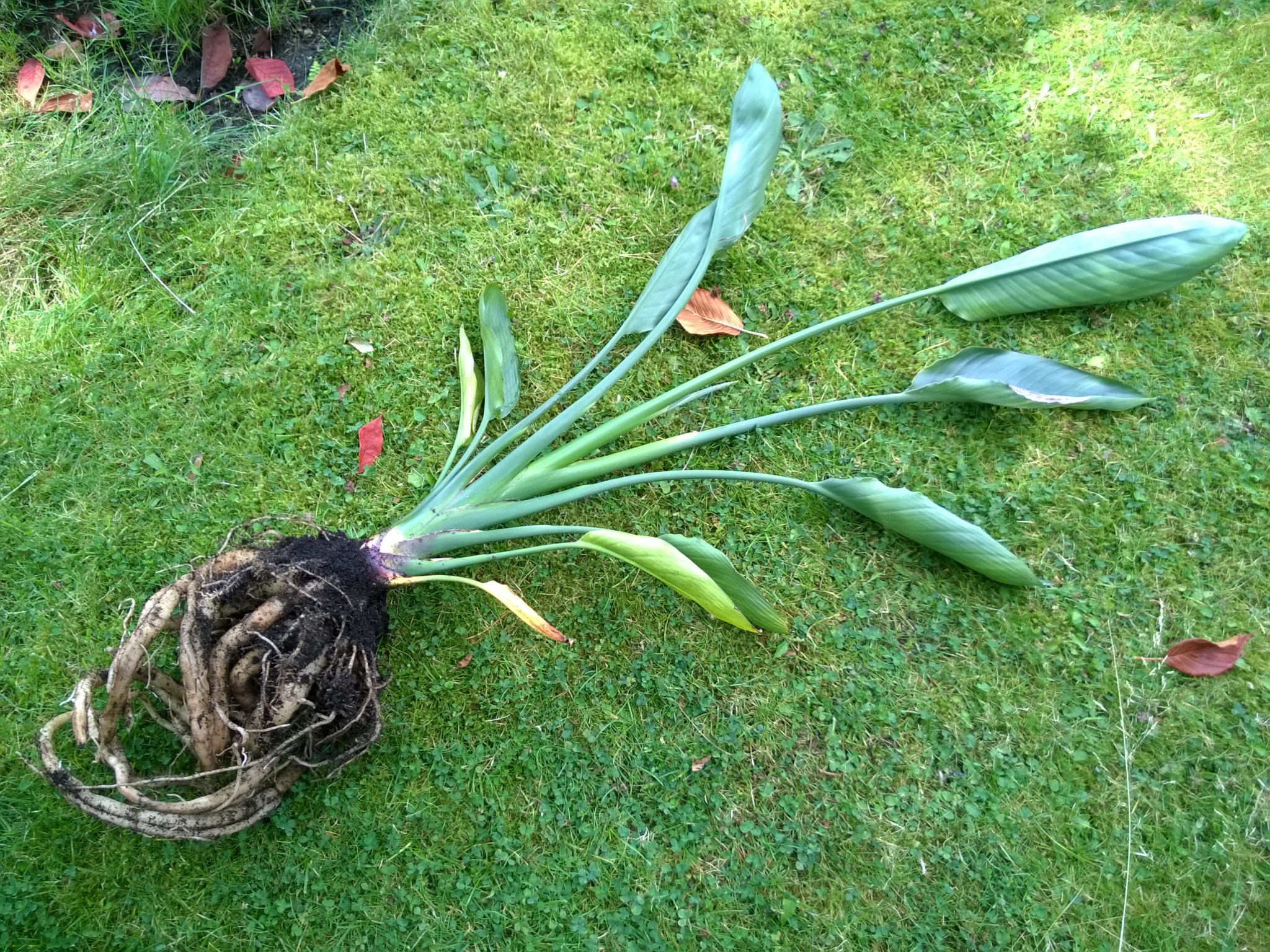 The Root of the Problem – Sunil's Garden