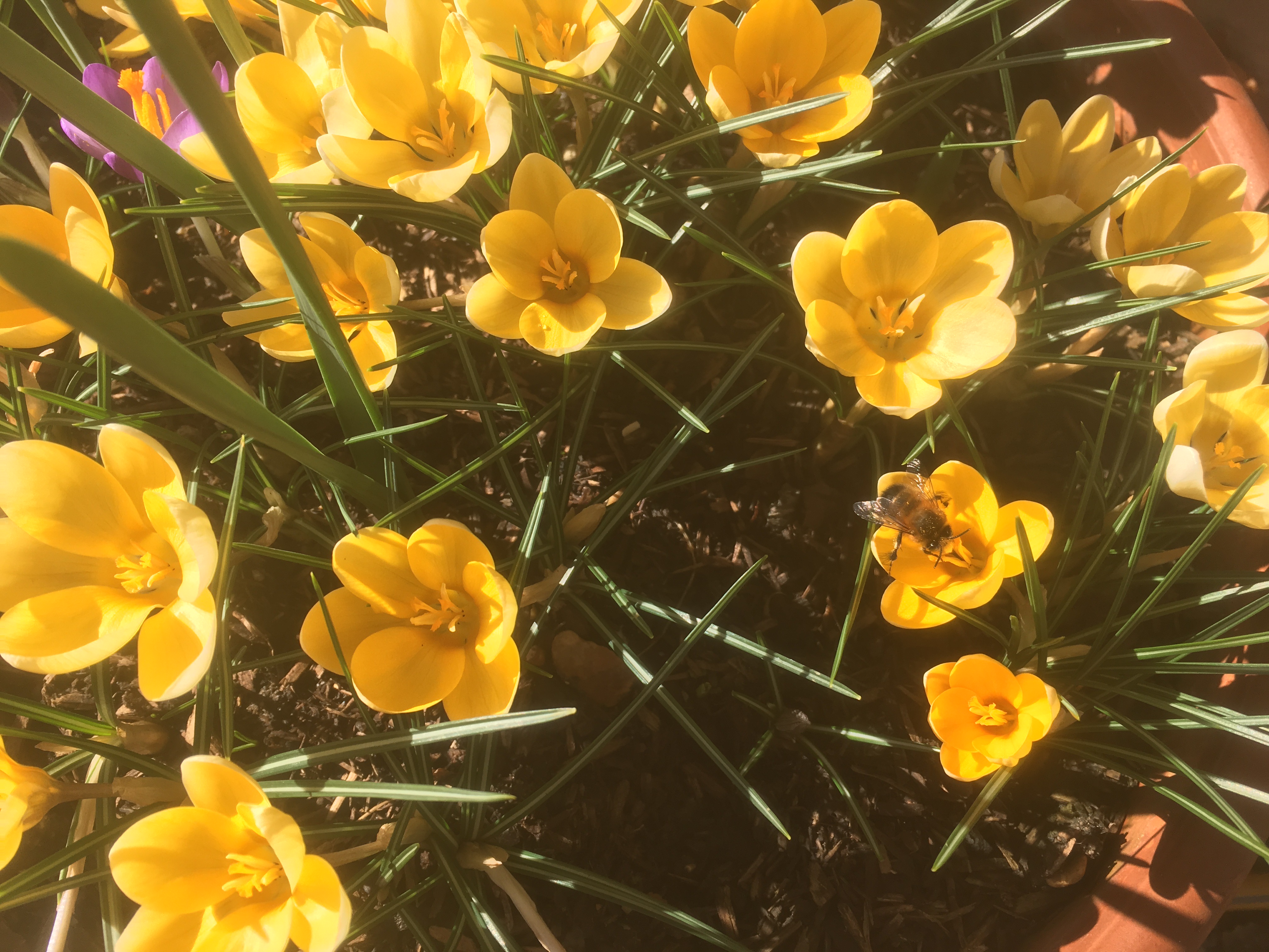 Million Flowers – Sunil's Garden
