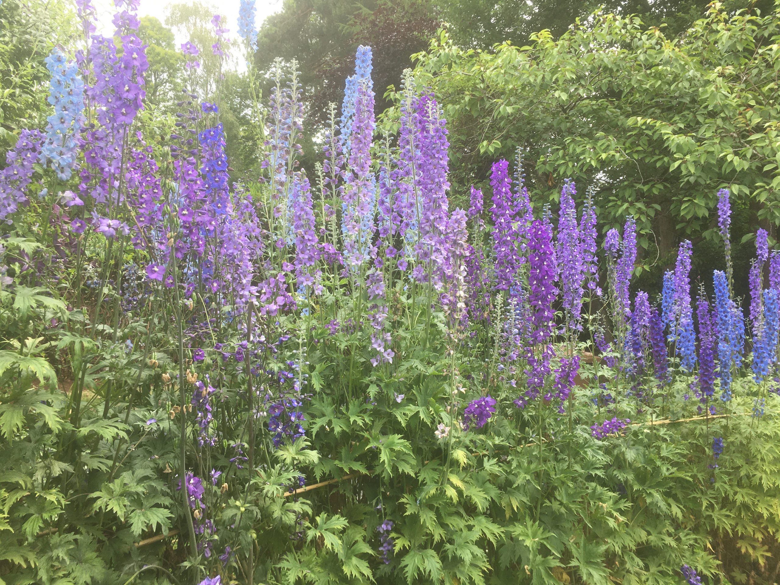 Milestones – The Garden at 13 Broom Acres