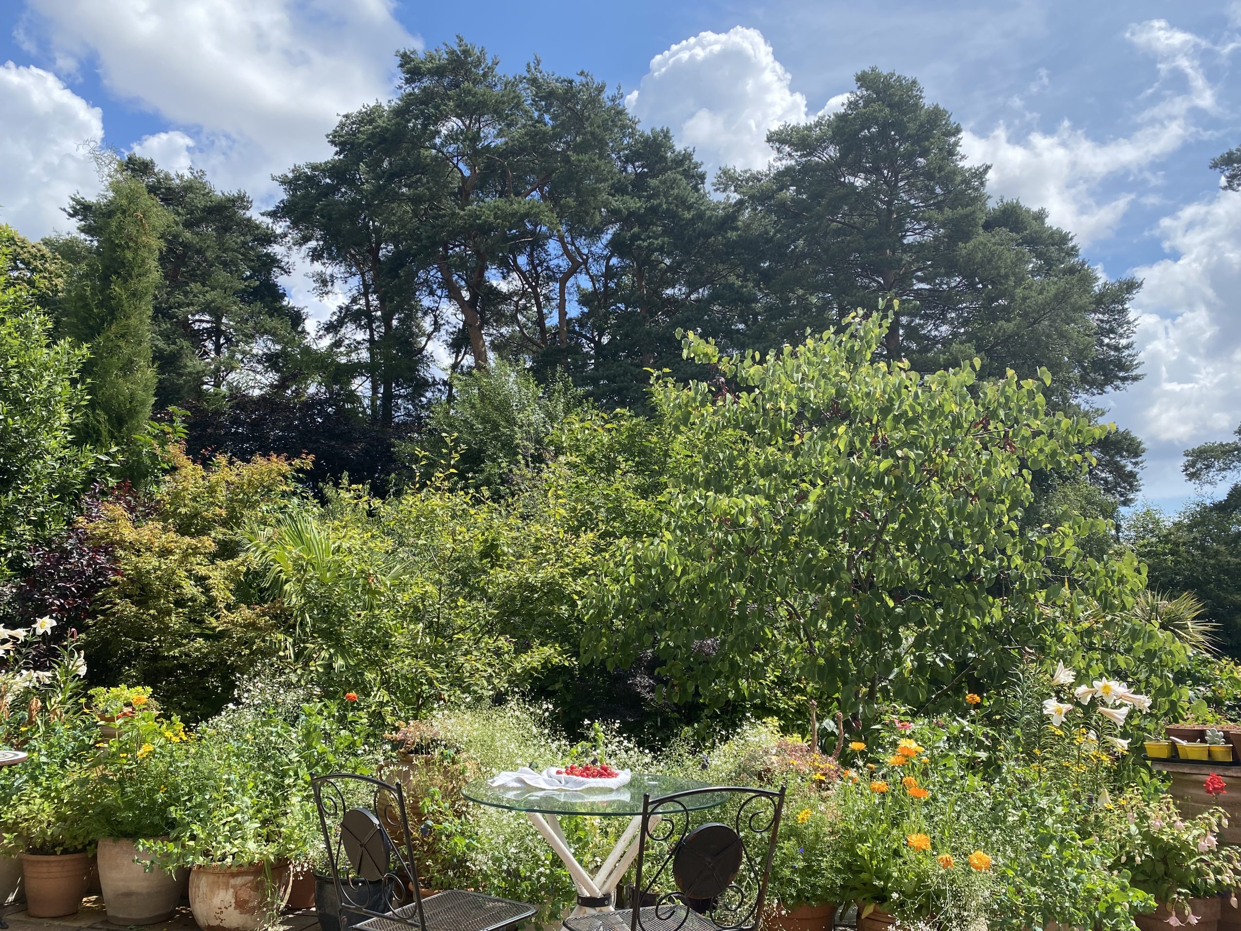 The Summer Wash-out – The Garden at 13 Broom Acres