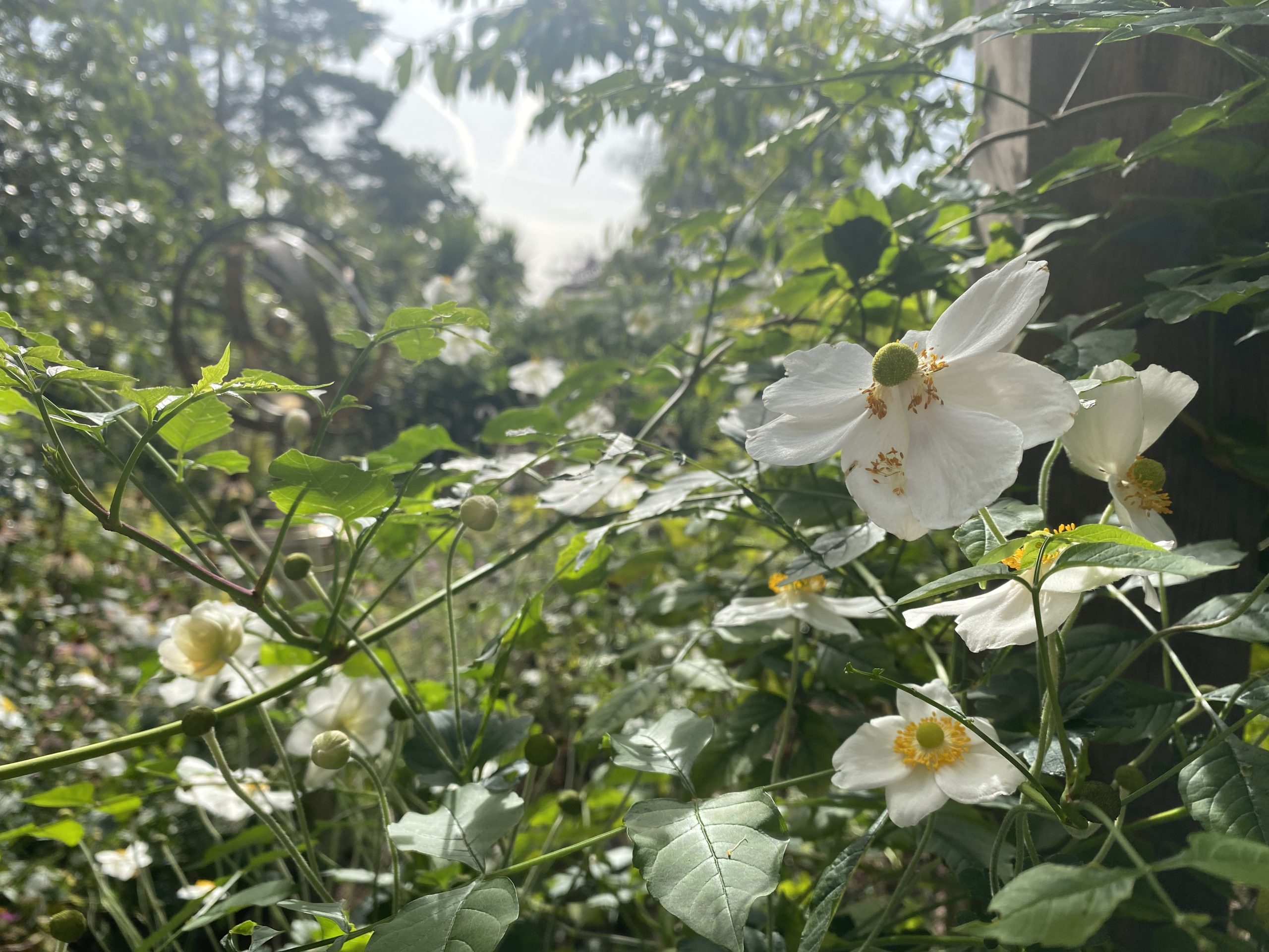 The End of the NGS 2023 Season – The Garden at 13 Broom Acres